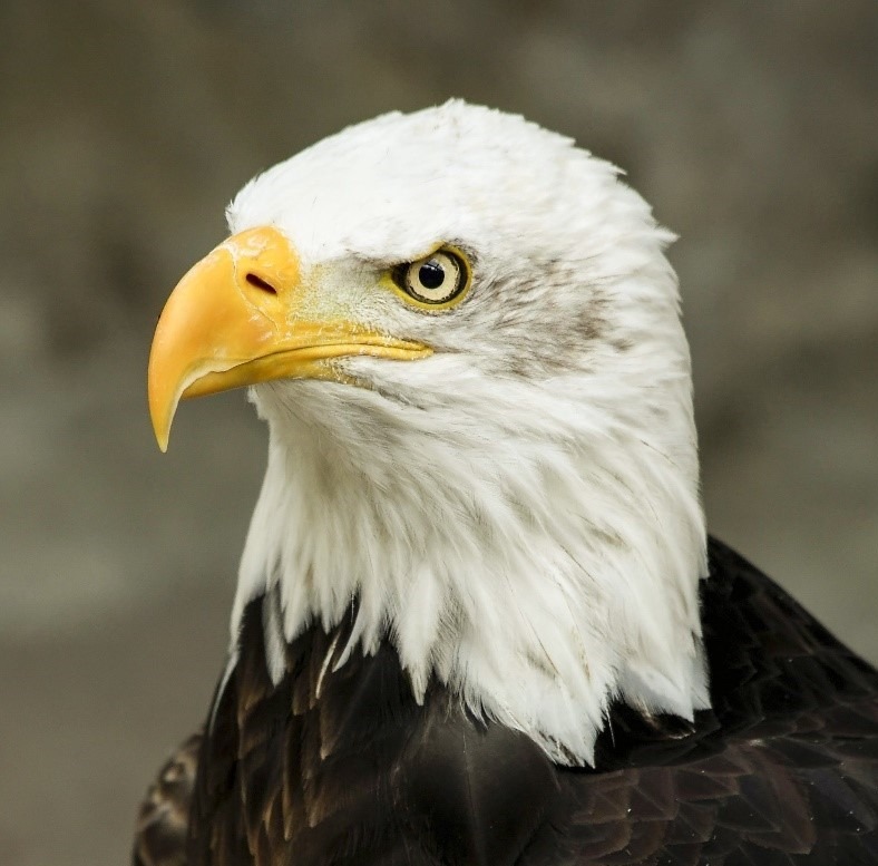 Haw River Canoe & Kayak The Bald Eagle: An American Symbol | Haw River ...